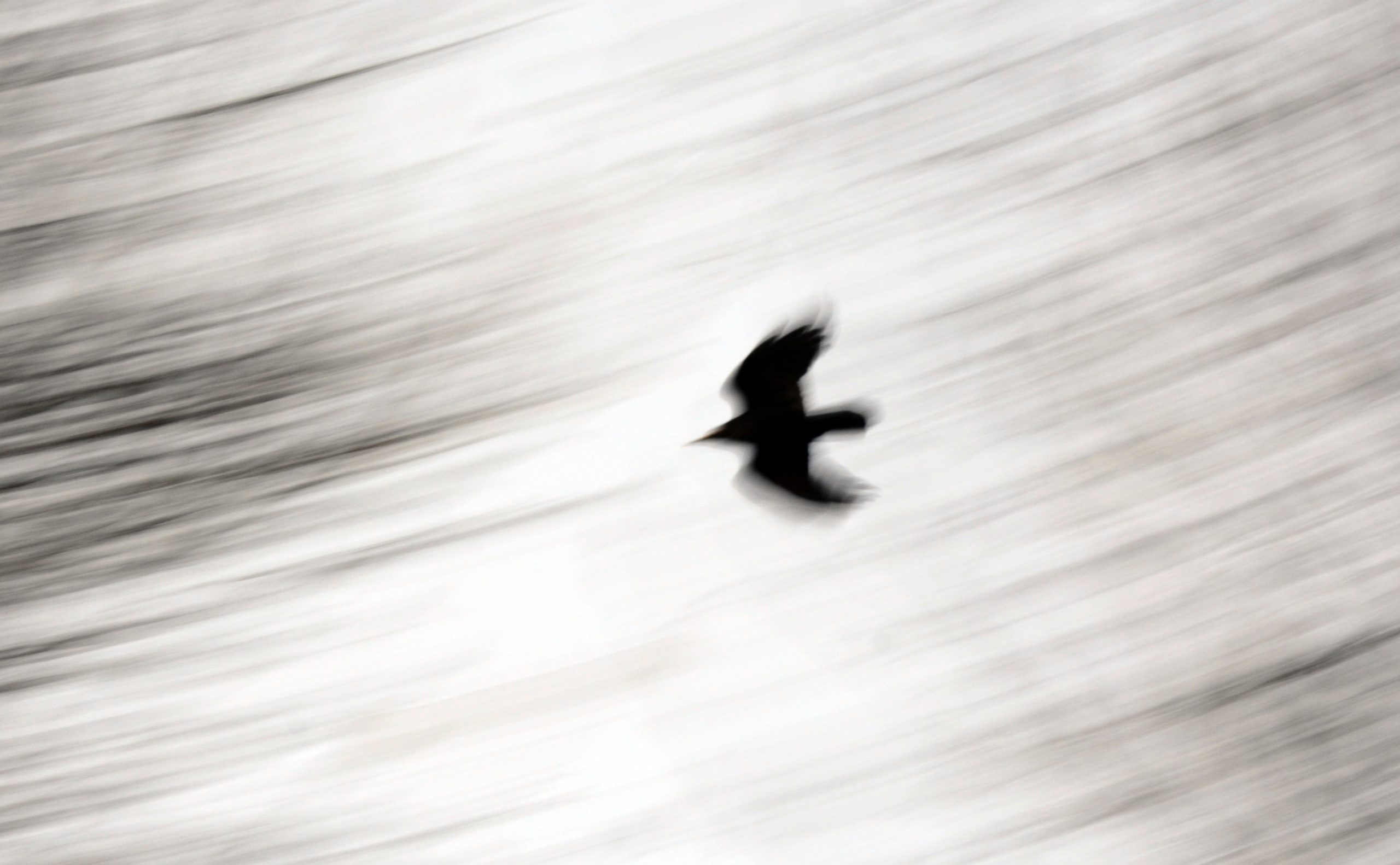 A Crow Flew Down | Alliance of Hope