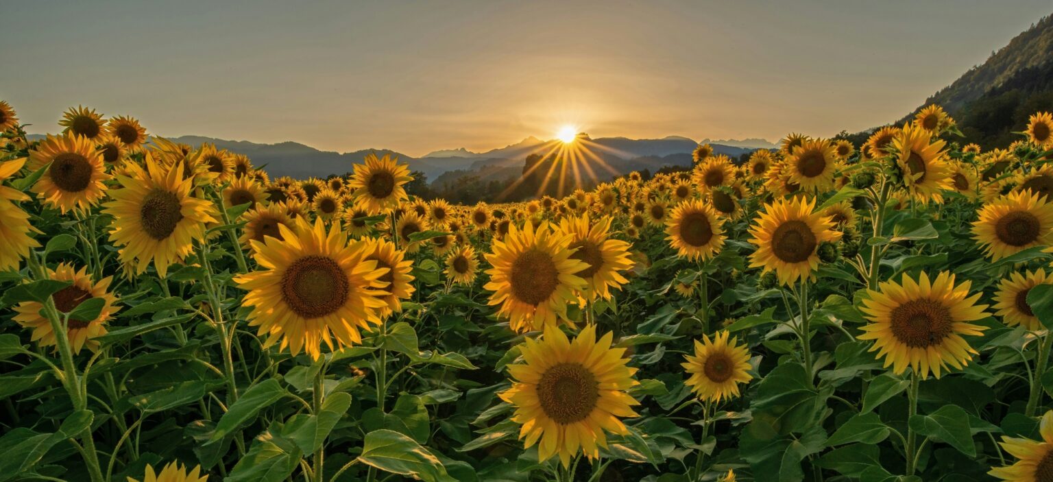 Emotions & Challenges , Prevention & Postvention